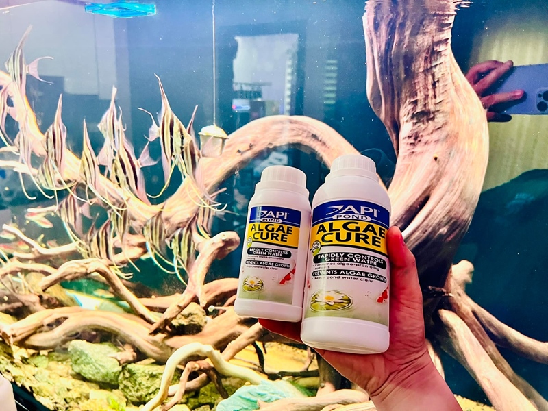 API ALGAE CURE POND (500ml) chiết - Mỹ Đình Aquarium